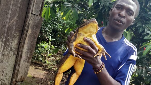 News: The biggest Frogs in the World the Goliath frog gets help from ...