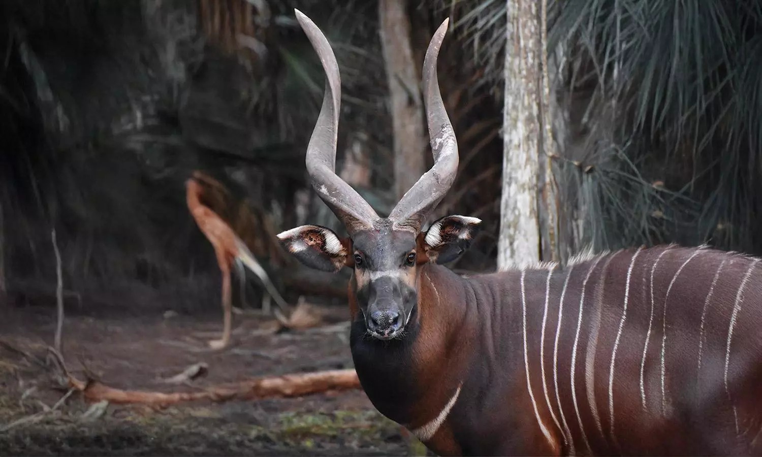 Africa: DHL Express Transports 17 Endangered Mountain Bongos from ...