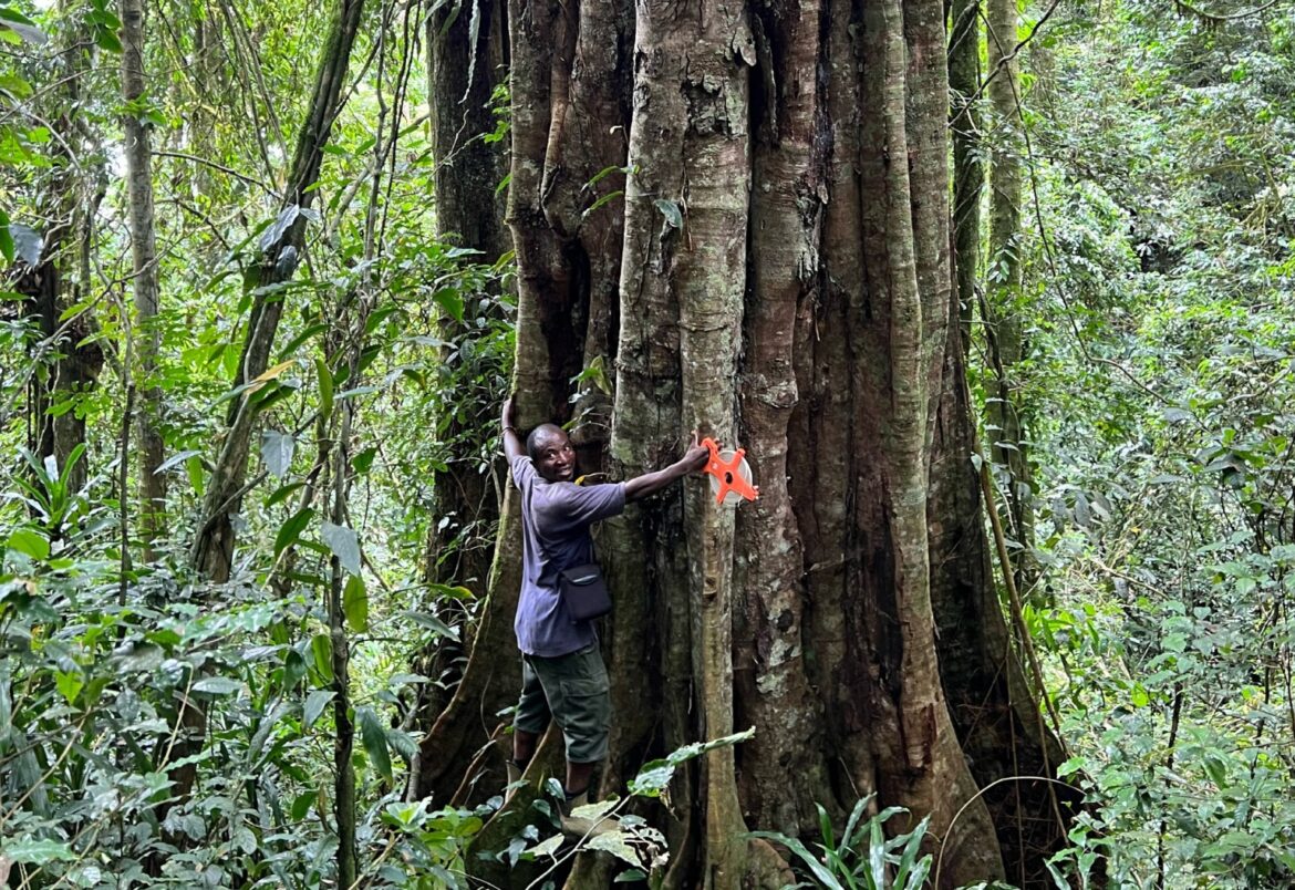 Africa: Botanists Discover 3,000- year-old rainforest trees in Tanzania ...